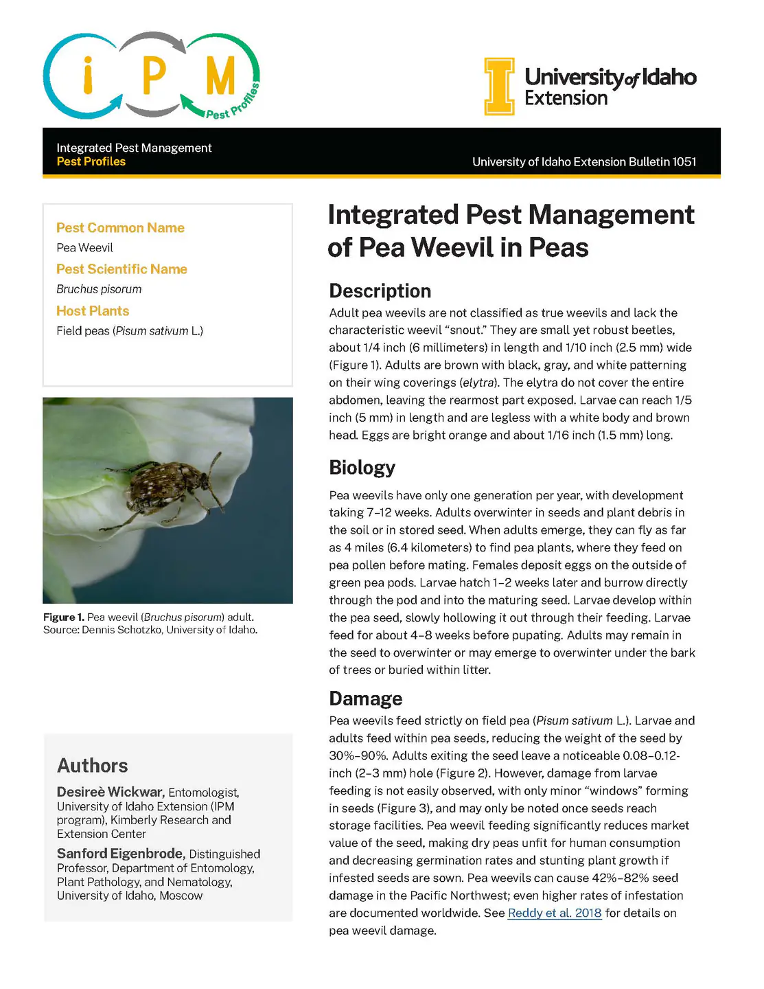 IPM of Pea Weevil in Peas | University of Idaho