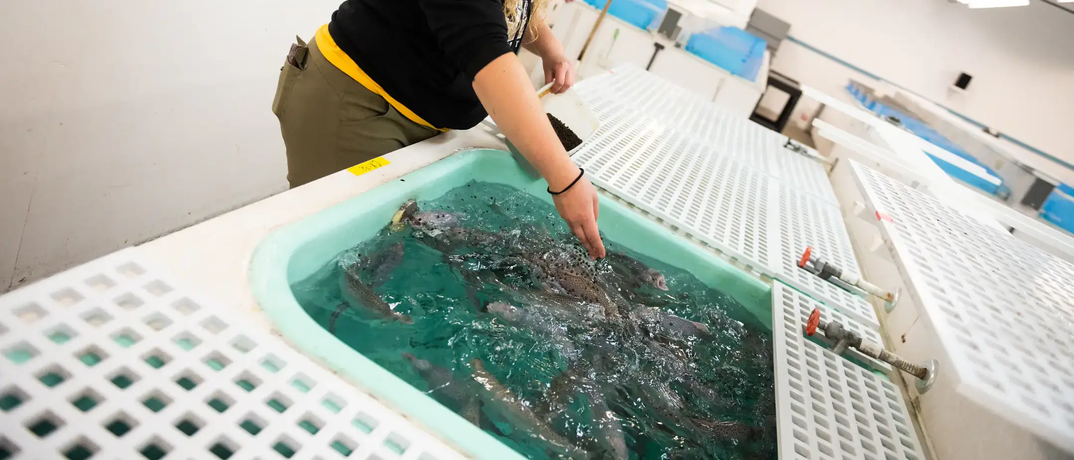 Natural resources | Fish and wildlife science and management option (M ...